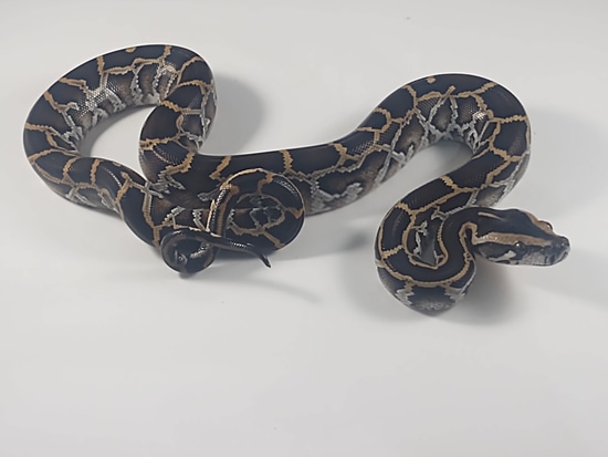 100%het Pied 50%het Lab And Albino Burmese Python by Production reptiles