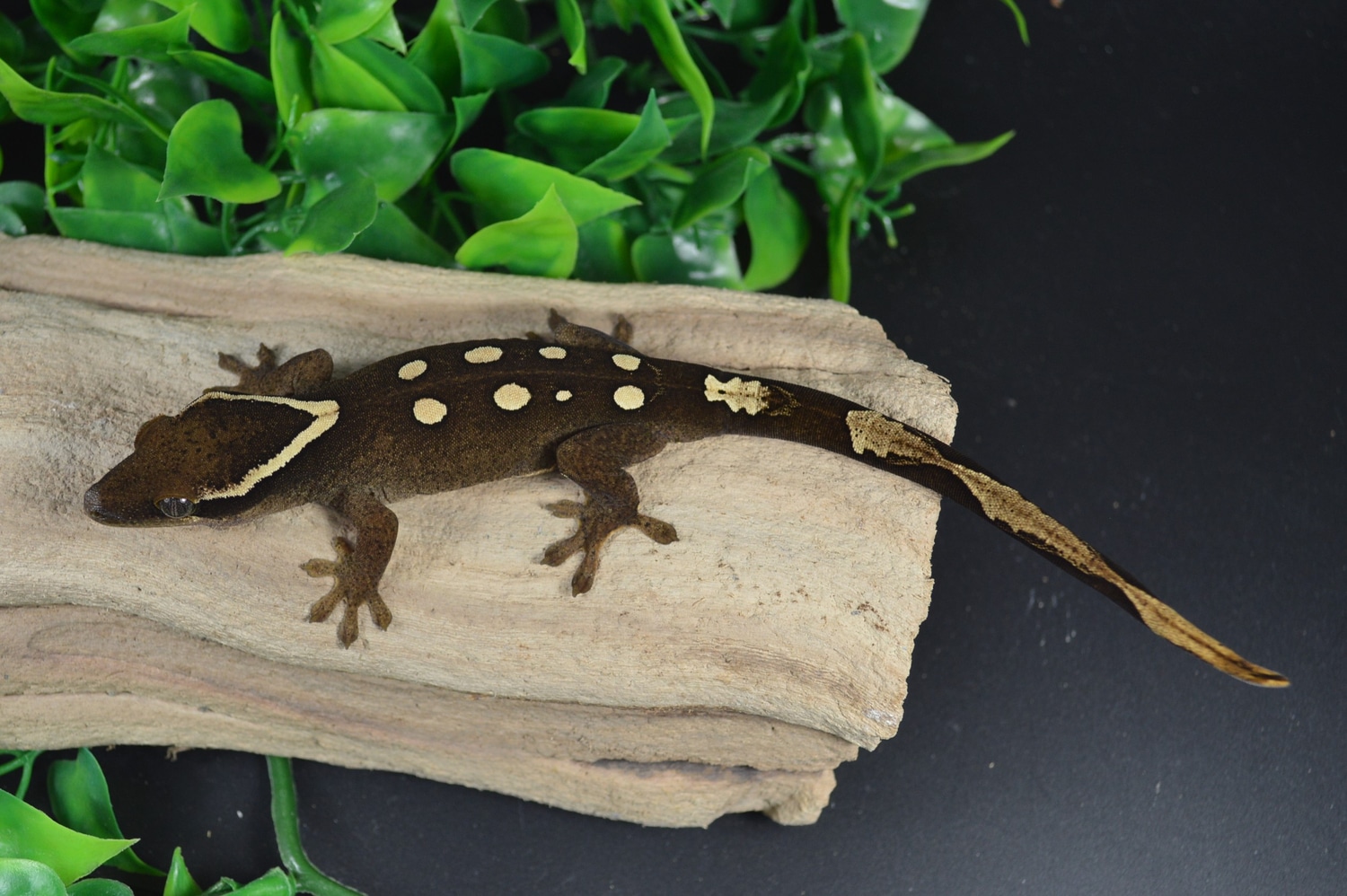 Sarasinorum More Gecko by Bertopia Geckos - MorphMarket