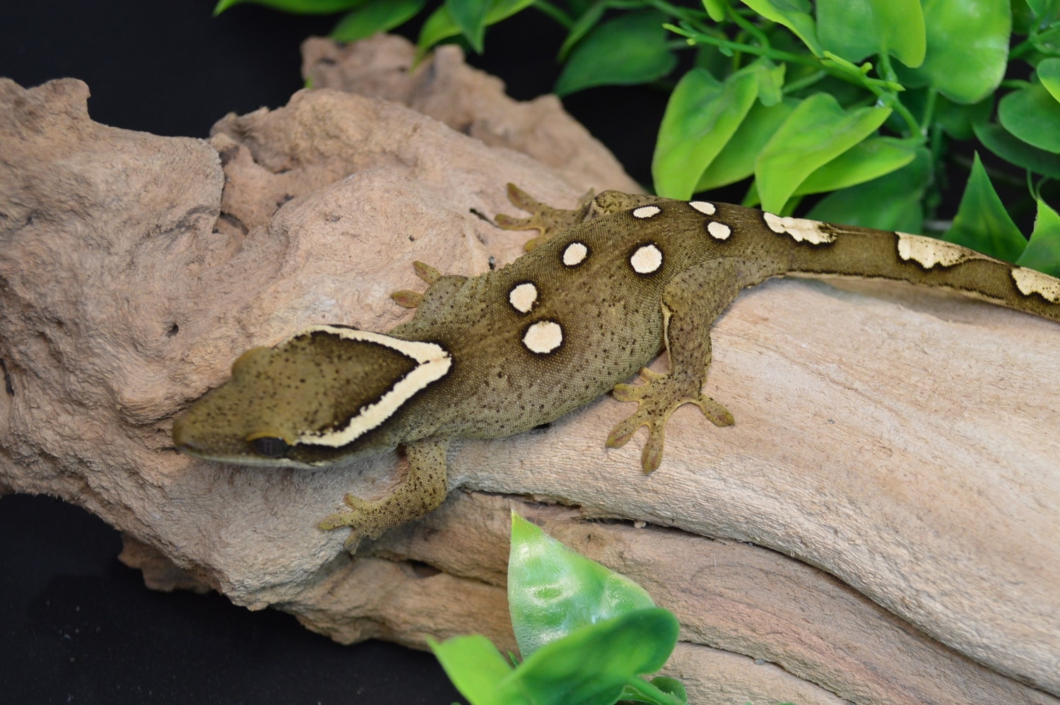 Sarasinorum Other Gecko by Bertopia Geckos - MorphMarket