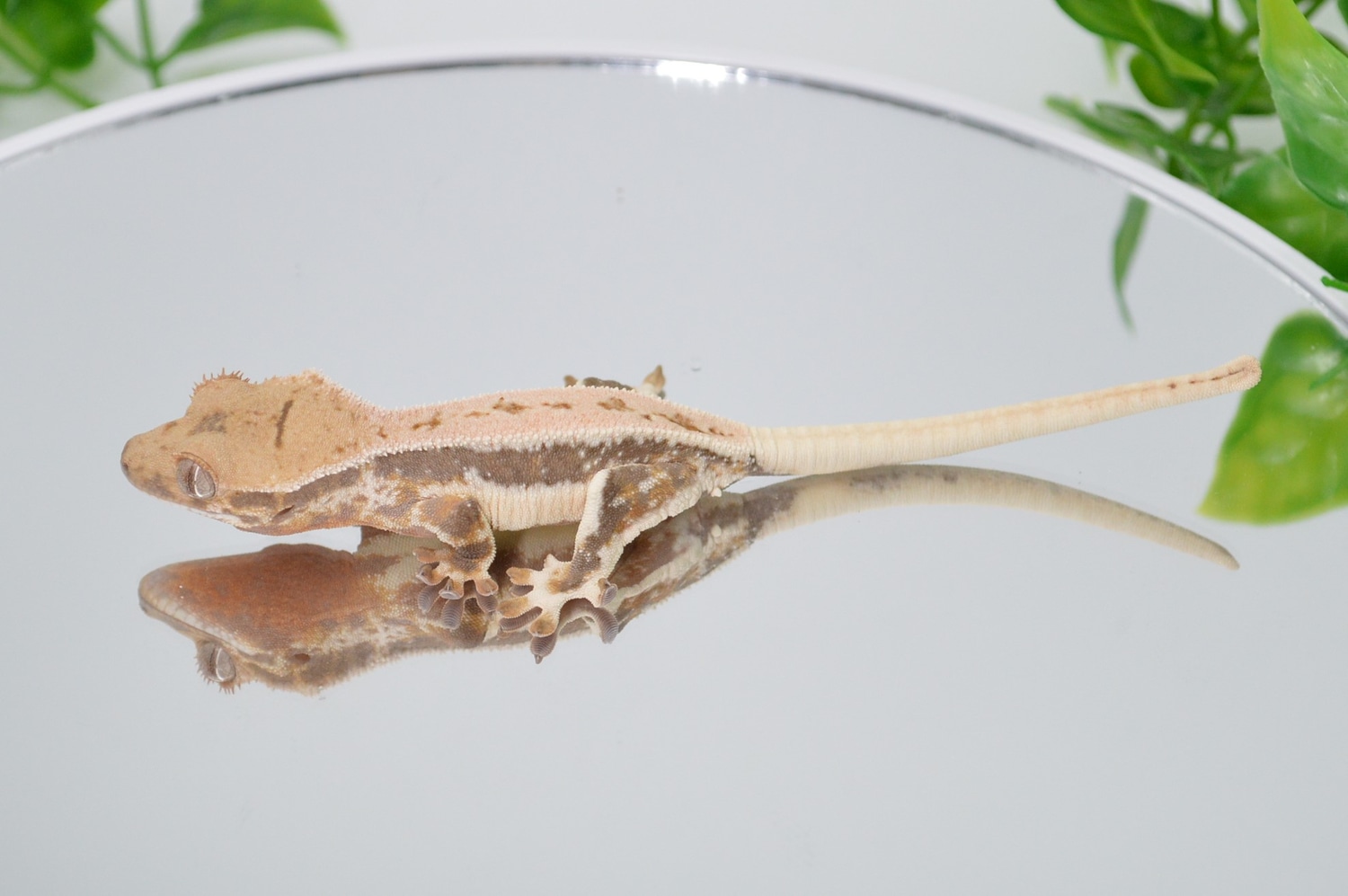 Soft Scale Lilly White Crested Gecko by Bertopia Geckos - MorphMarket