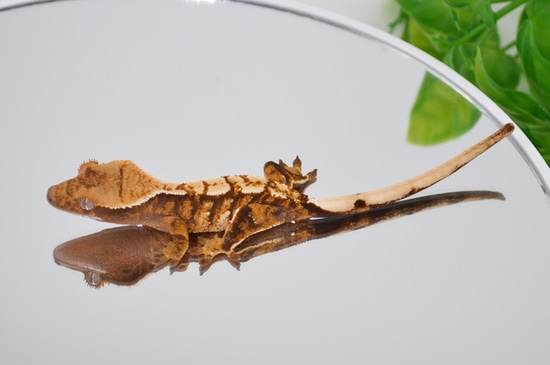 Tri-color Pinstripe Crested Gecko by Bertopia Geckos