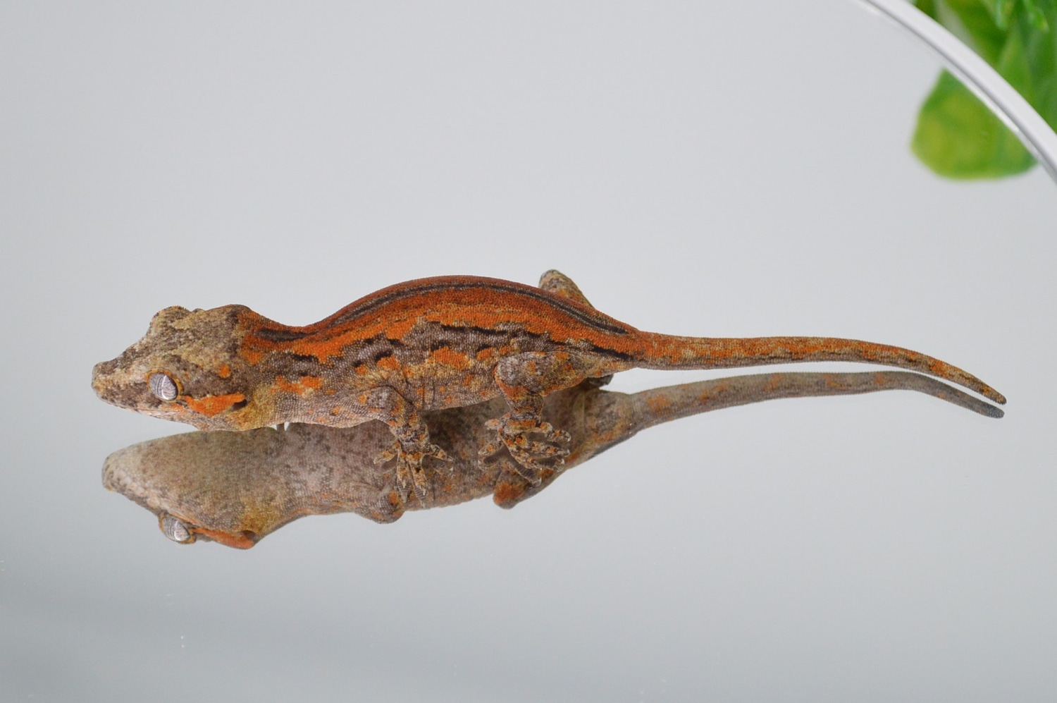 Red/orange Striped Gargoyle Gecko by Bertopia Geckos - MorphMarket