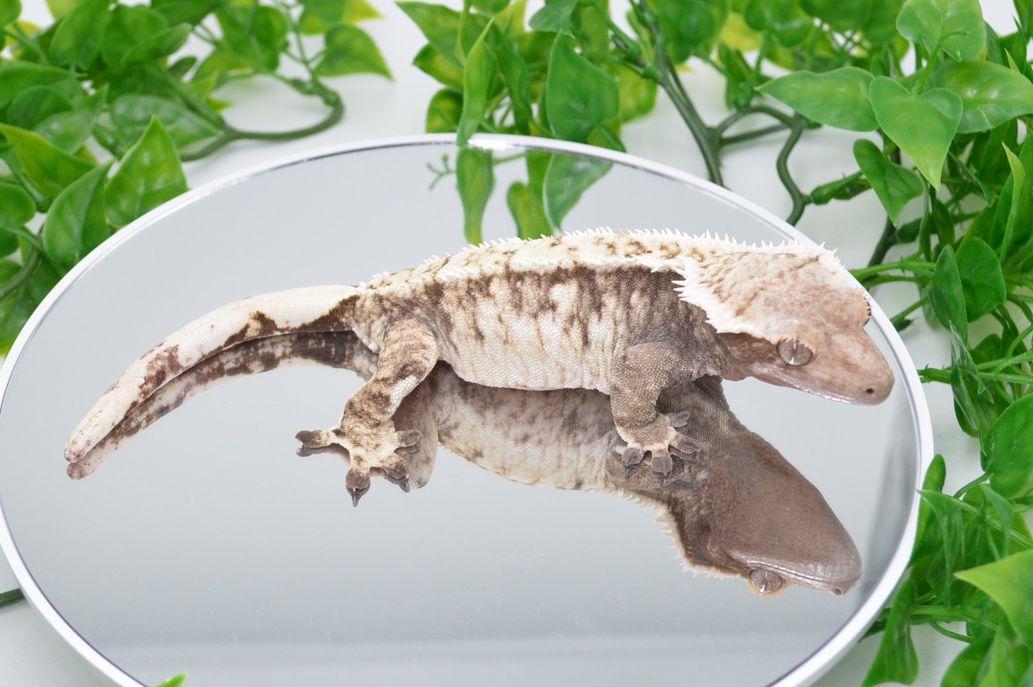 High Pattern Extreme Harley Crested Gecko by Bertopia Geckos - MorphMarket