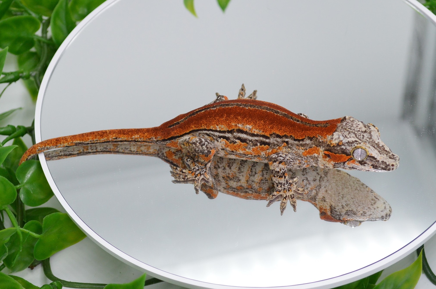 High Red Striped Gargoyle Gargoyle Gecko by Bertopia Geckos - MorphMarket