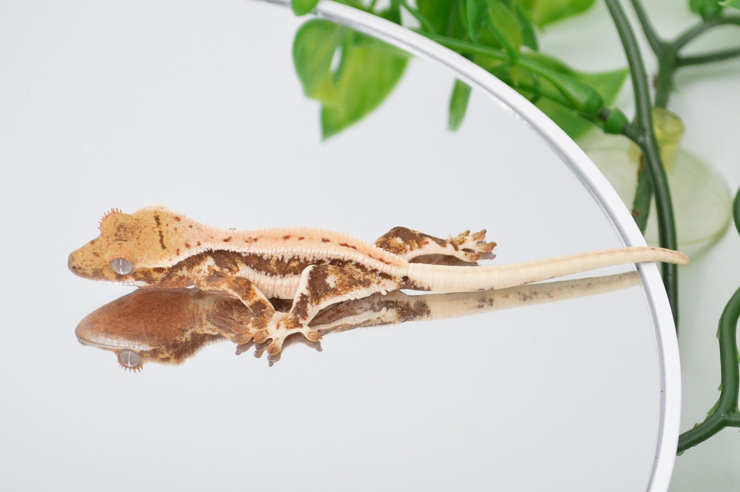 Soft Scale Lilly White Crested Gecko by Bertopia Geckos - MorphMarket