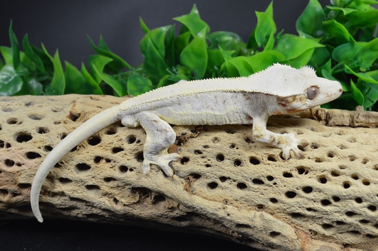 Solid White Lilly White Crested Gecko by Bertopia Geckos