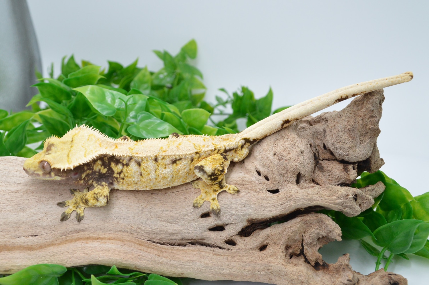 High Pattern Drippy Dorsal Crested Gecko by Bertopia Geckos - MorphMarket
