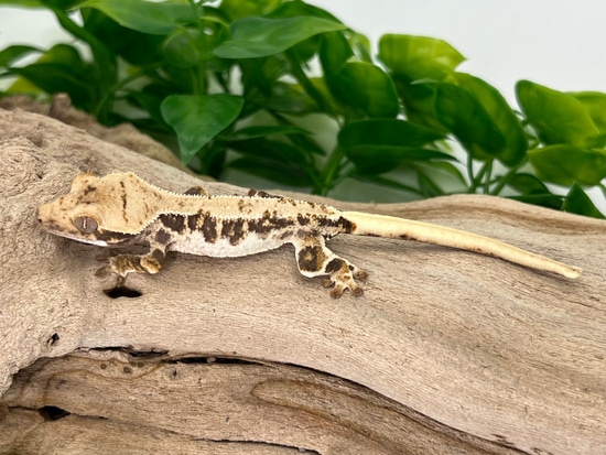 Dark Base Lilly White Crested Gecko by Bertopia Geckos