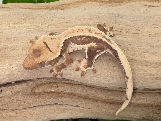 Red Base Lily White Crested Gecko by Bertopia Geckos