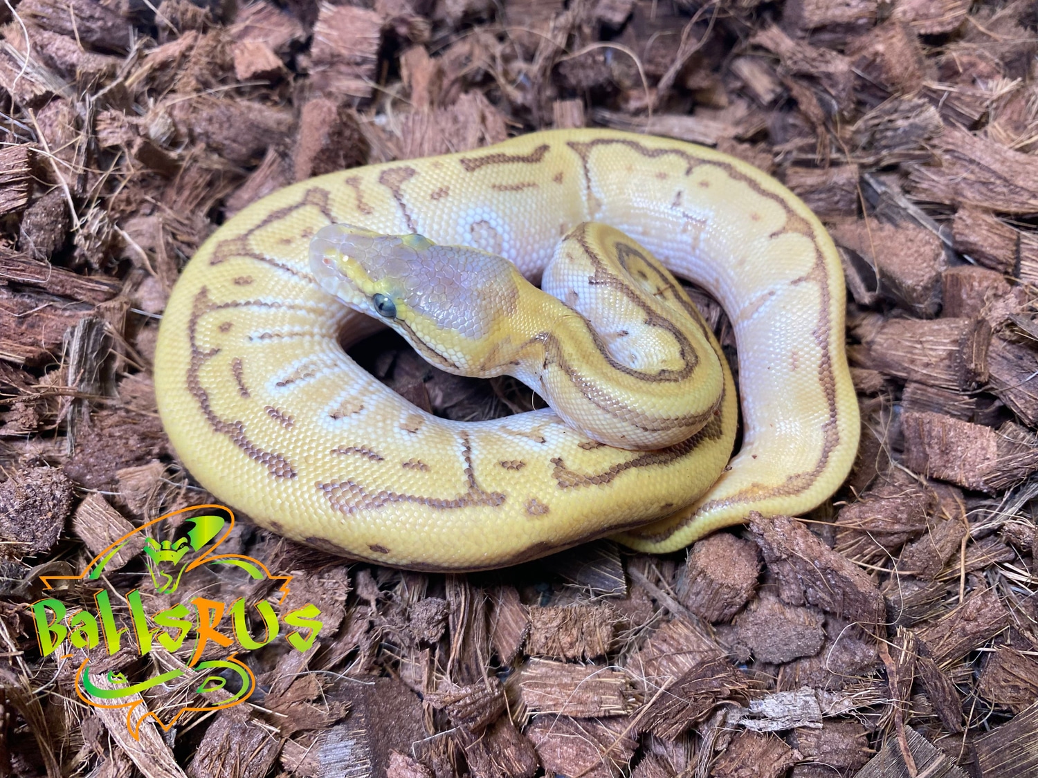 Enchi Mojave Pinstripe Pastels Ball Python by BallsRus LLC - MorphMarket