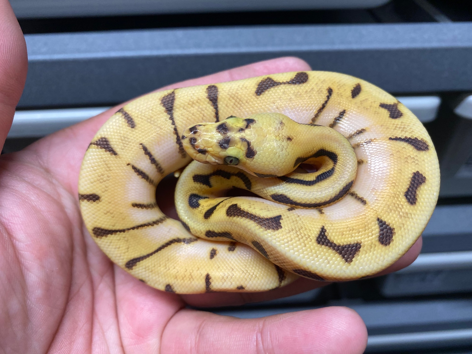 Super Enchi Bumble Bee Ball Python by BallsRus LLC - MorphMarket
