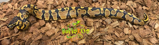 Jedi Yellow Belly Free BallsRus Shirt!! Ball Python by BallsRus LLC