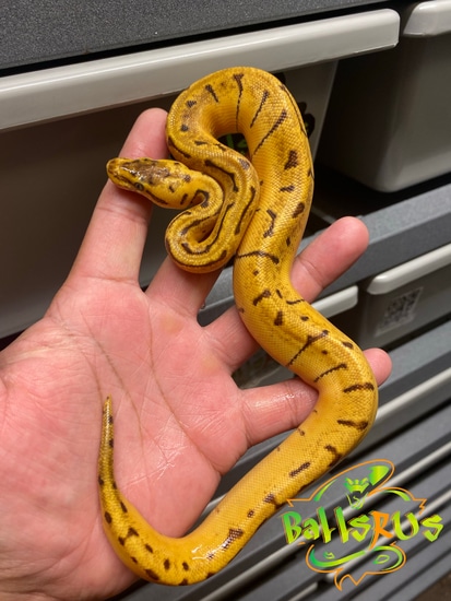 Super Enchi Pinstripe Pastel Ball Python by BallsRus LLC