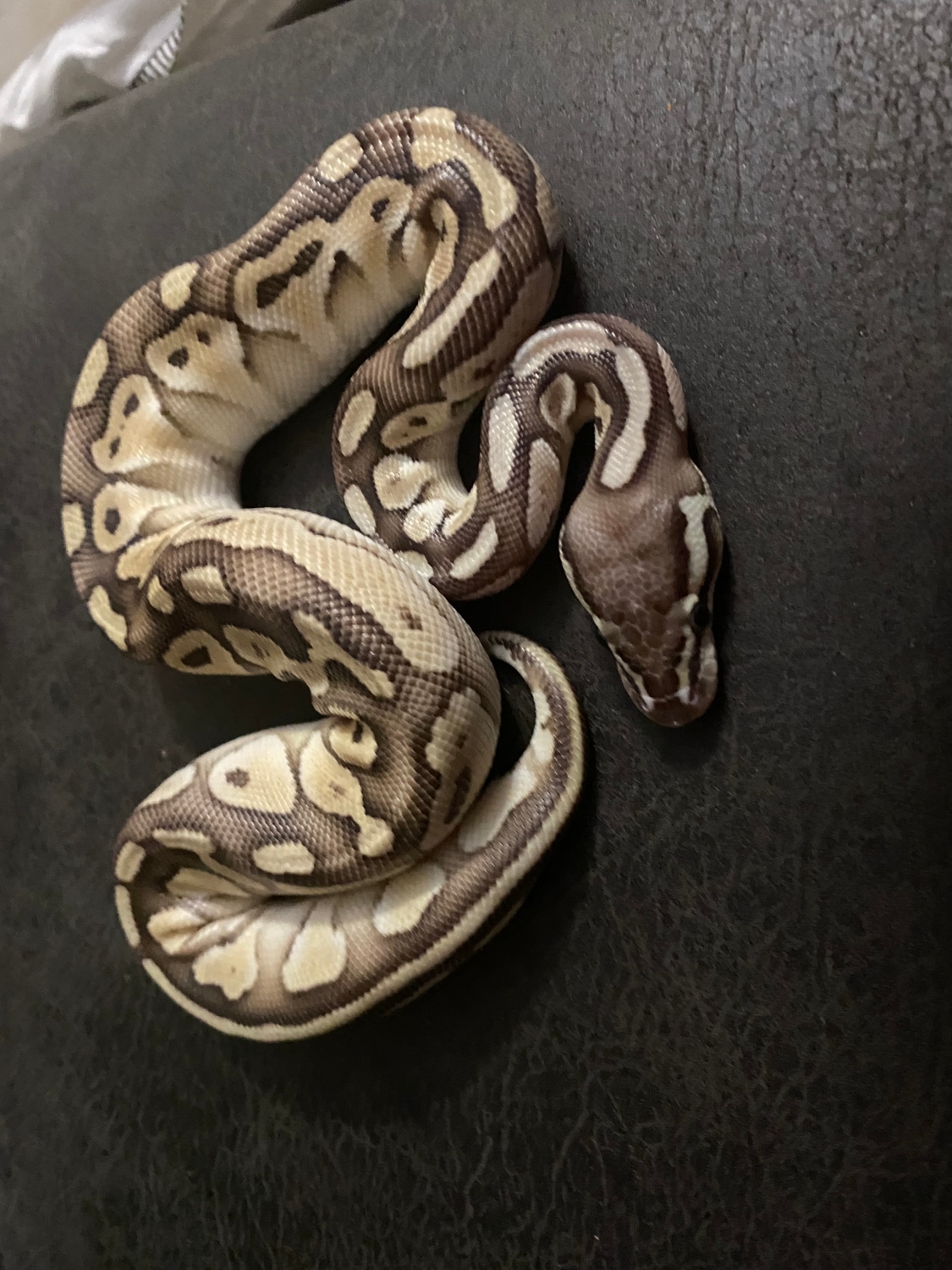 Lesser Pastel Ball Python by BallsRus LLC - MorphMarket