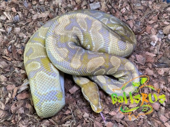 Caramel Ball Python by BallsRus LLC