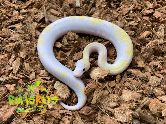 Super Fire Enchi Pos Super Enchi Banana Butter Pastel Ball Python by ...