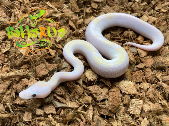 Super Fire Enchi Pos Super Enchi Banana Butter Pastel Ball Python by ...