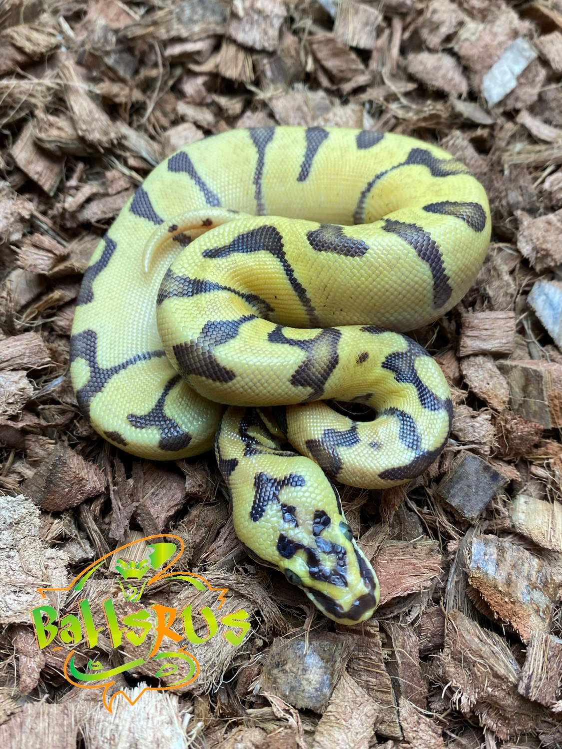 Super Enchi Pastel Fire 50% Het Clown Ball Python by BallsRus LLC ...