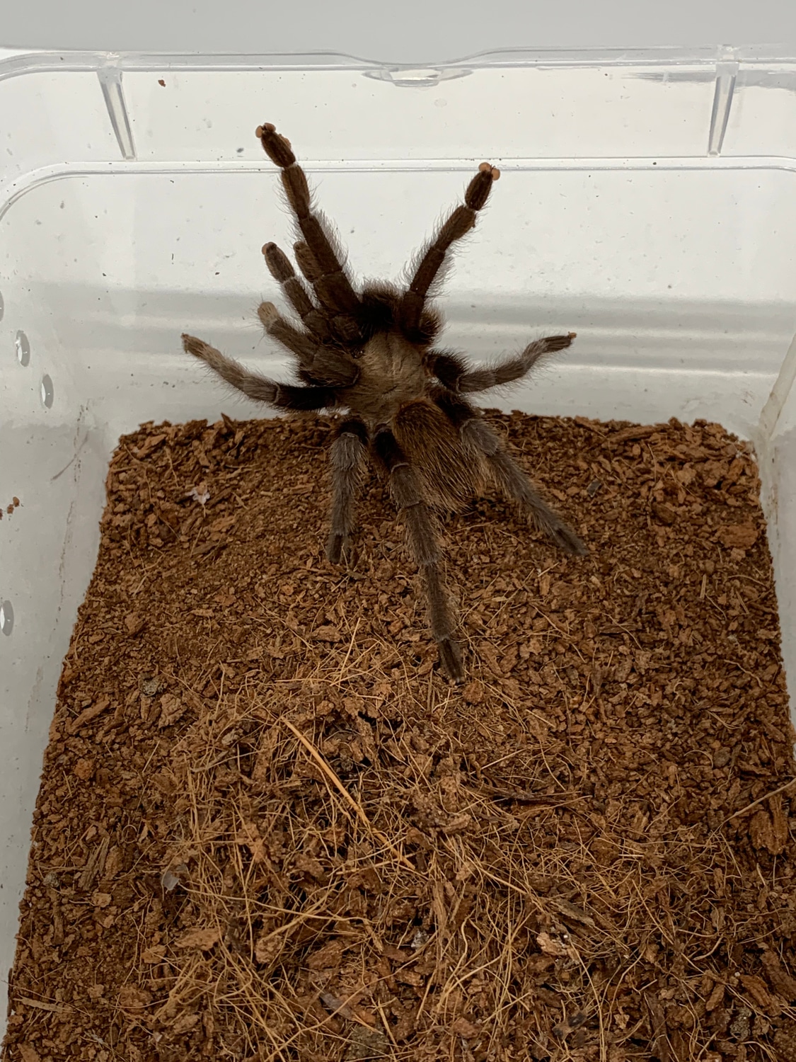 Texas Tan Aphonopelma Anax Tarantula by Be Slick exotics - MorphMarket
