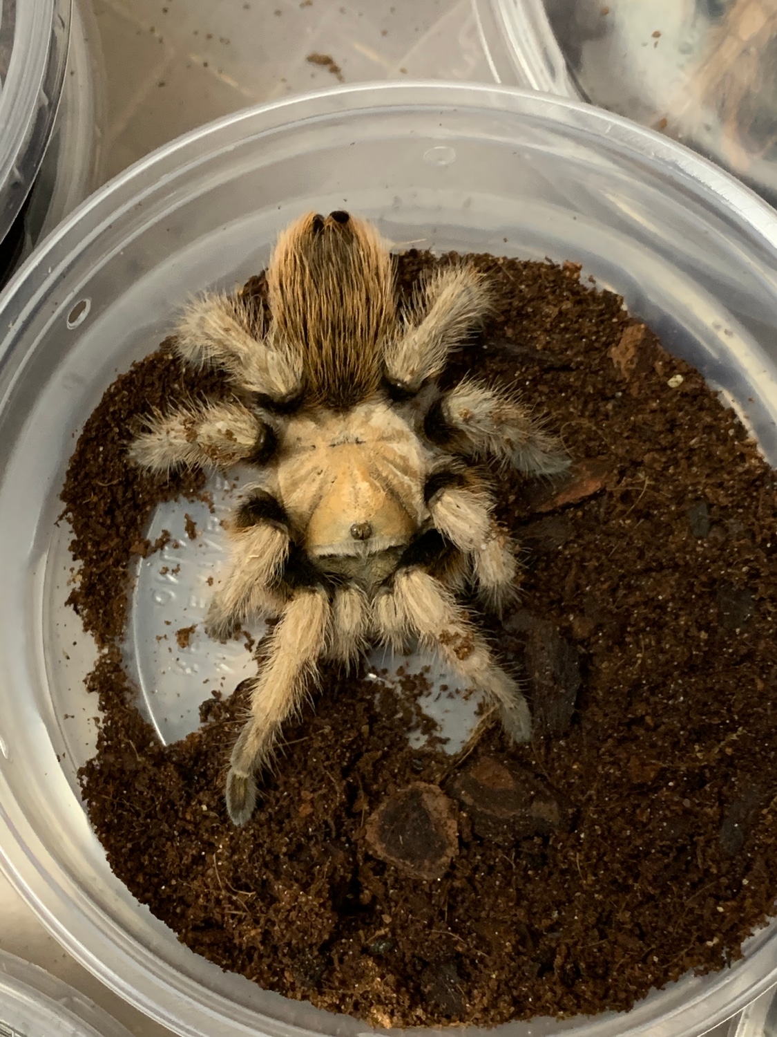 Aphonopelma Chalcodes Tarantula by Be Slick exotics - MorphMarket