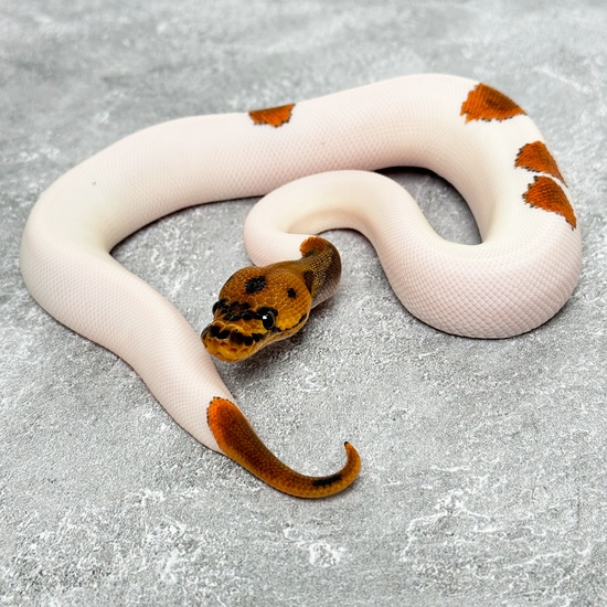 No Reserve Leopard YB Clown Pied Pos. OD Ball Python by Bespoke Pythons