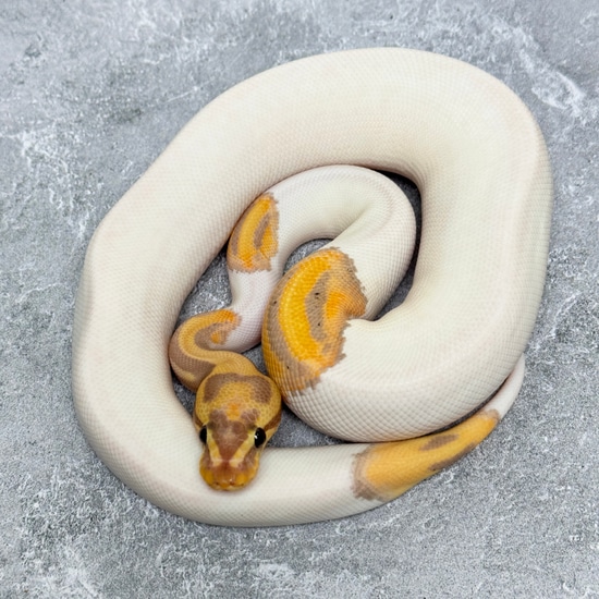 Leopard Banana (YB) Pied Het Clown Ball Python by Bespoke Pythons