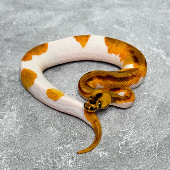 Orange Dream Enchi Leopard Clown Pied Ball Python by Bespoke Pythons