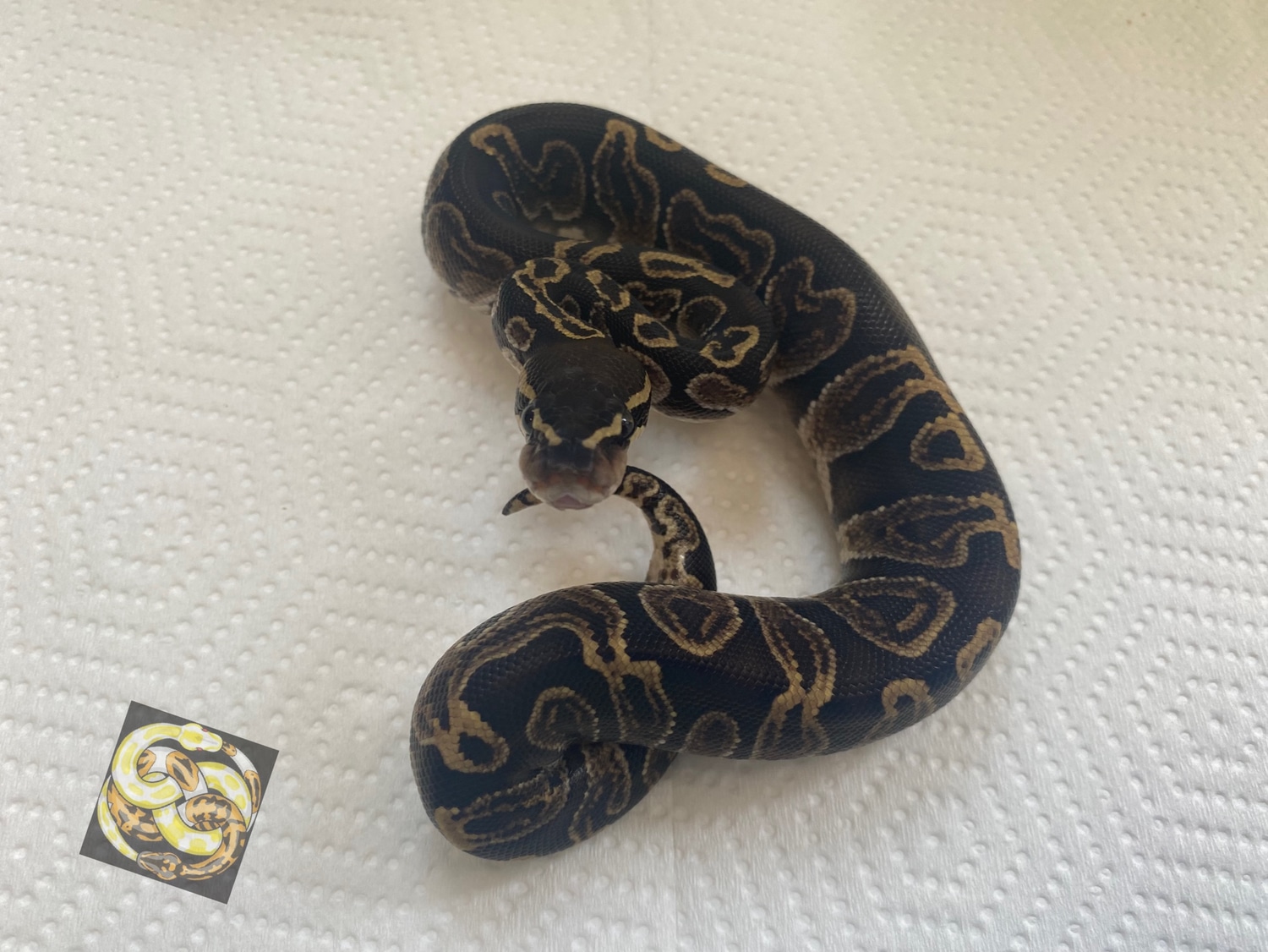 Ghi Ball Python by El Bestiario - MorphMarket