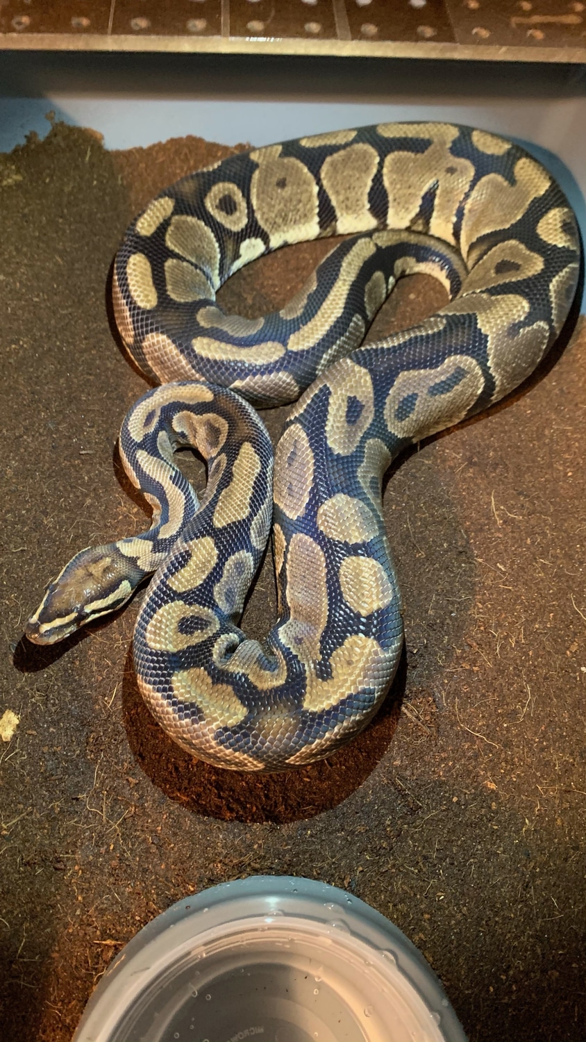 Proven Yellowbelly Breeder Ball Python by Jormungandr Reptile Co ...