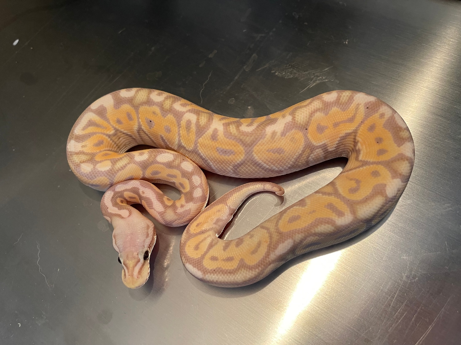 Banana Yellowbelly Black Pastel Ball Python by Jormungandr Reptile Co ...