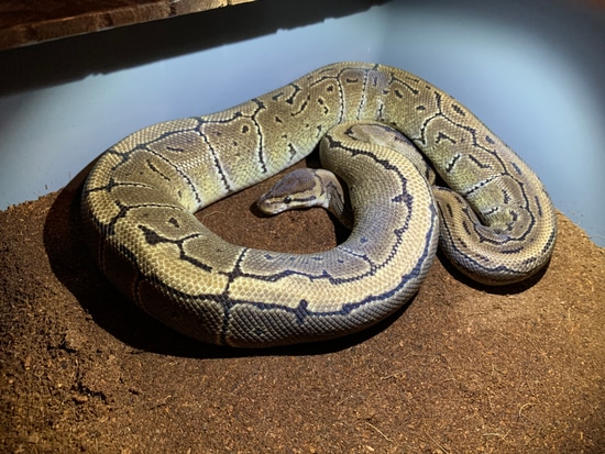 Pinstripe Ball Python by Jormungandr Reptile Co.