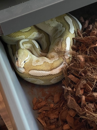 Cinnamon Lesser Fire Ball Python by Jormungandr Reptile Co.