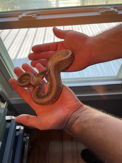 Pewter Pinstripe Ball Python by Jormungandr Reptile Co.