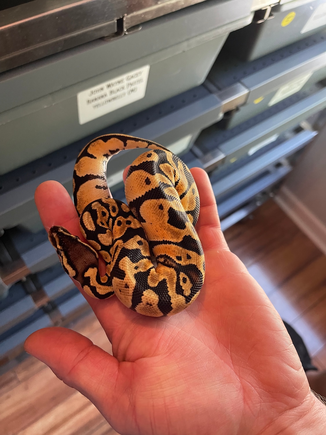 Pastel Ball Python by Jormungandr Reptile Co. - MorphMarket