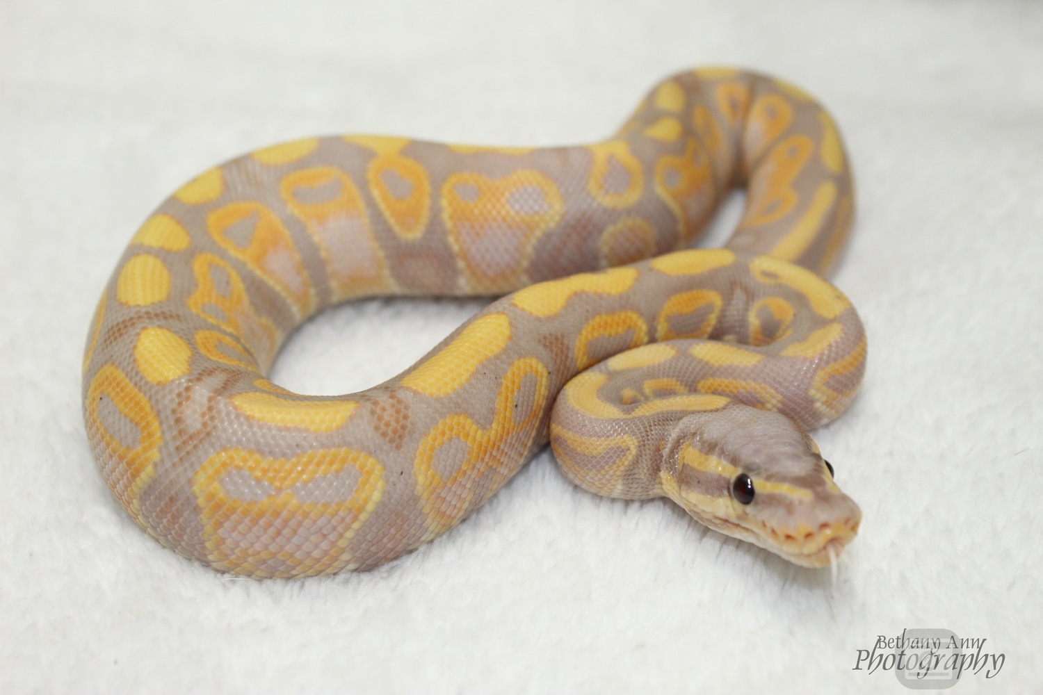 Banana POS Het Pied Ball Python by B & C Reptiles - MorphMarket
