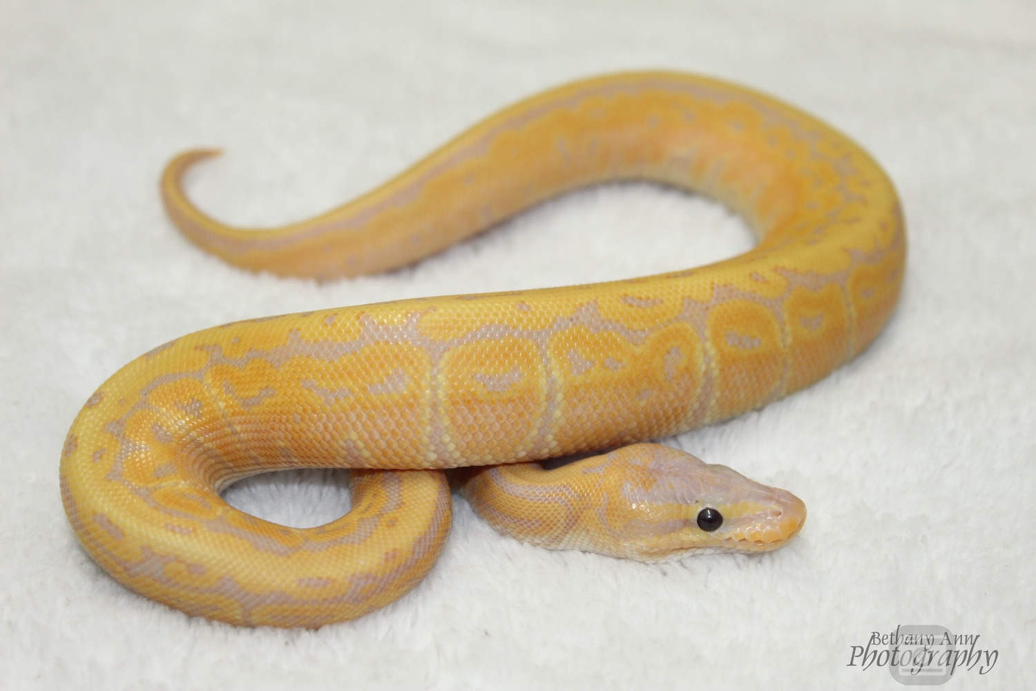 Banana Pinstripe POS Het Pied Ball Python by B & C Reptiles - MorphMarket