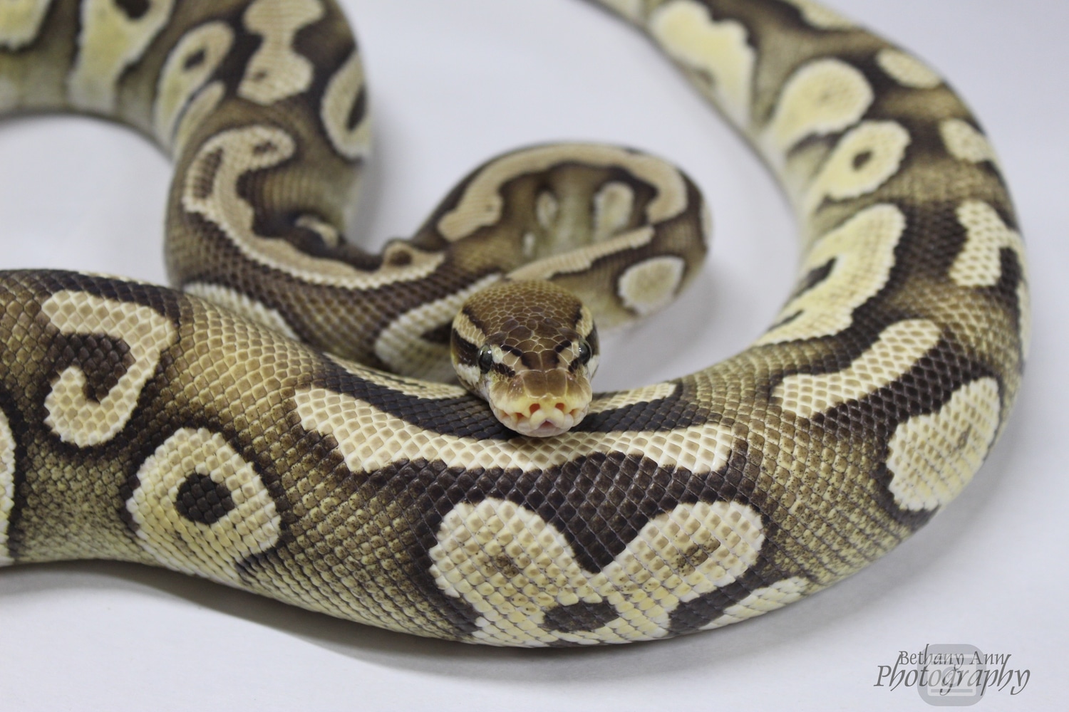 Pastave Ball Python by B & C Reptiles - MorphMarket