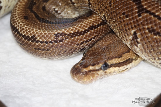 Pinstripe Ball Python by B & C Reptiles