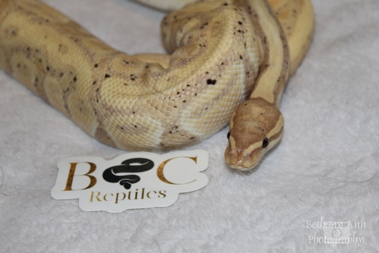 Banana 50% Het Pied RTB Ball Python by B & C Reptiles