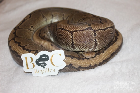 Pinstripe RTB Ball Python by B & C Reptiles