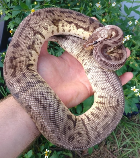 Cinnamon Pastel Leopard Spider Ball Python by SssT, LLC