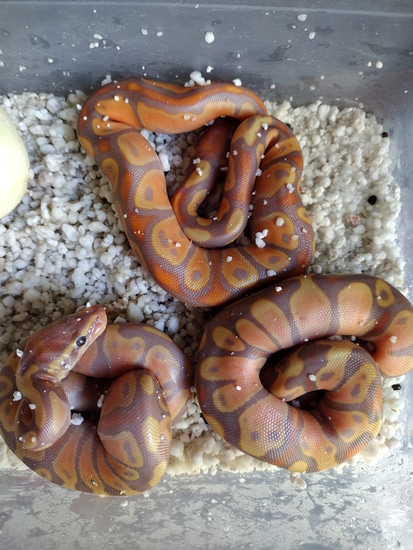Burt - Pastel Orange Dream Banana 50% Het Clown Ball Python by SssT, LLC