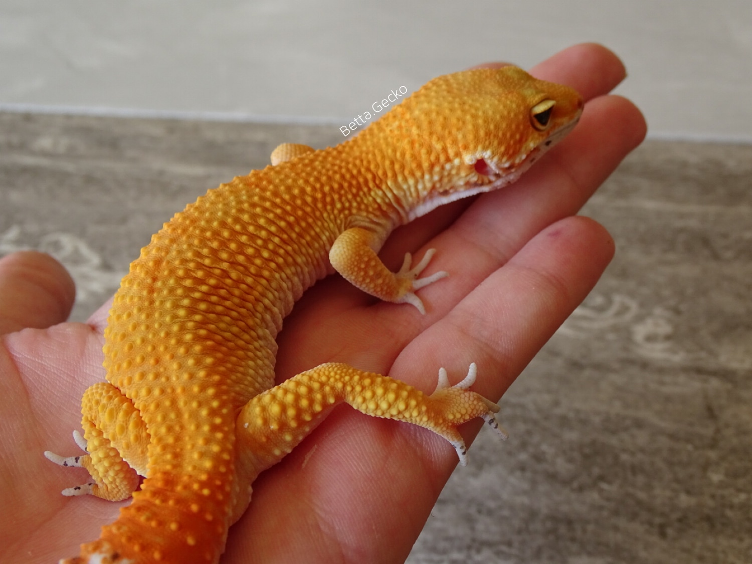 Tangerine Ph Raptor Leopard Gecko by BettaGecko - MorphMarket