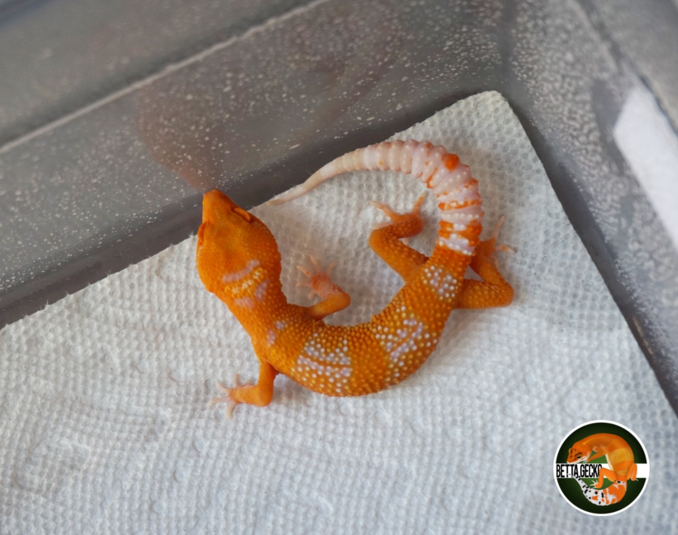 GGG Tremper Sunglow Cross Pos Het Eclipse Leopard Gecko by BettaGecko ...