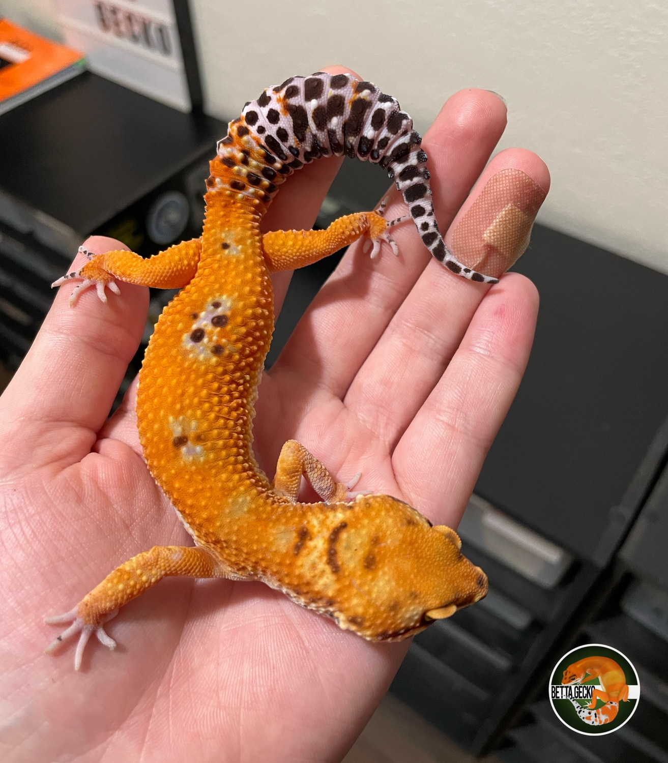 Inferno Clown Cross Possible Het Tremper + Eclipse Leopard Gecko by ...