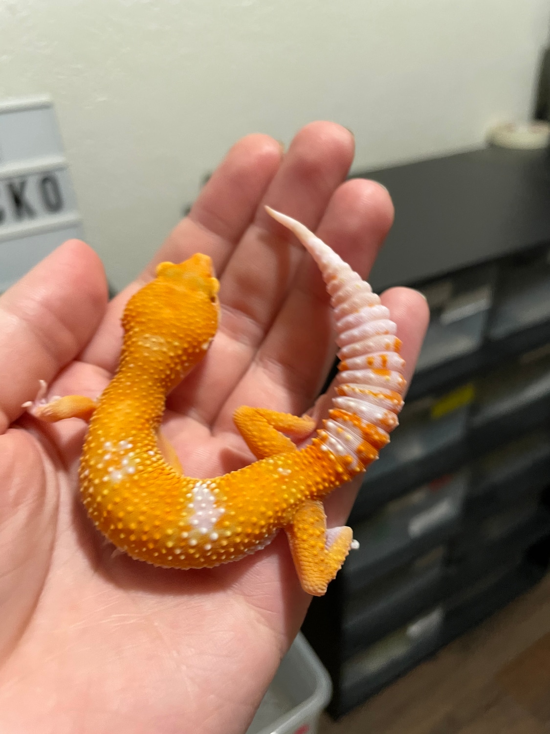 GGG Tremper Sunglow Copper Cross Ph Eclipse Leopard Gecko by BettaGecko ...