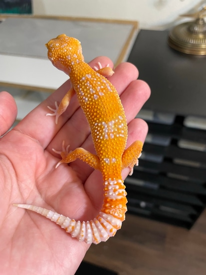 GGG Tremper Sunglow Copper Cross Pos Het Eclipse Leopard Gecko by ...