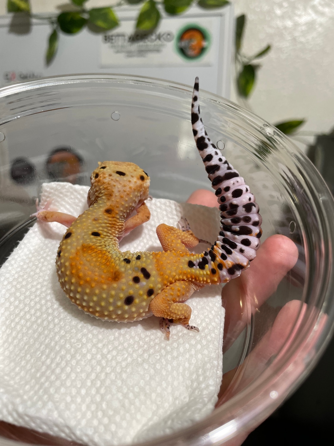 Emerine Clown Cross Pos Het Tremper And Eclipse Leopard Gecko by ...