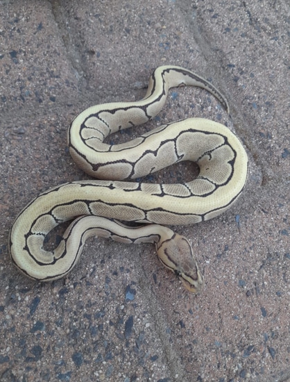 Female DG Pinstripe Yearling Ball Python by Boysteins CBCB