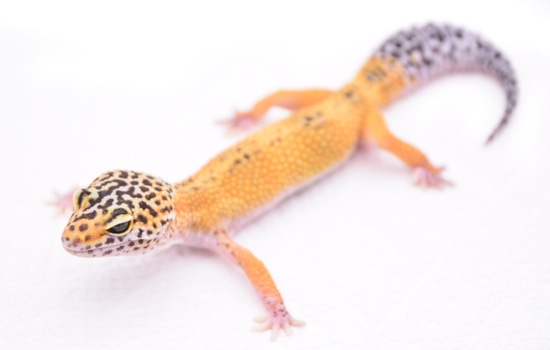 "Anastasia" - Leopard Gecko by BeWild Reptile Rescue